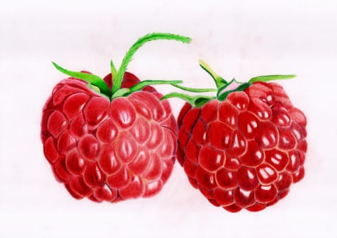 Raspberry - Art by Christina Radisic